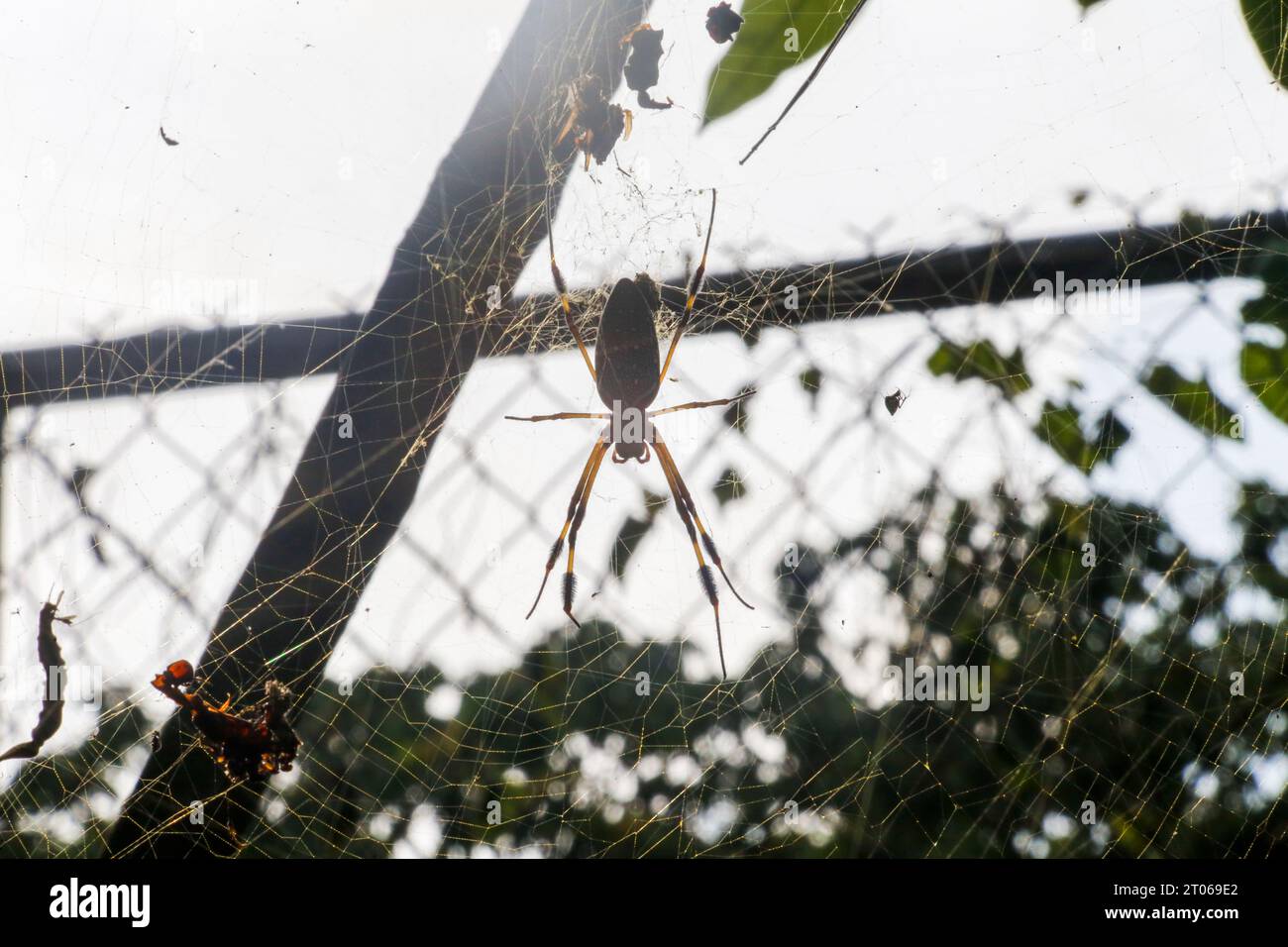 Golden orb spider trichonephila clavipes hi-res stock photography and ...