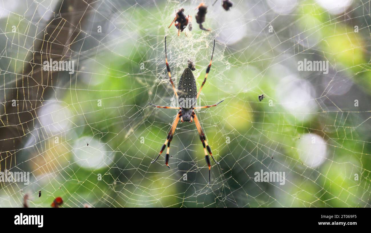Golden orb spider trichonephila clavipes hi-res stock photography and ...