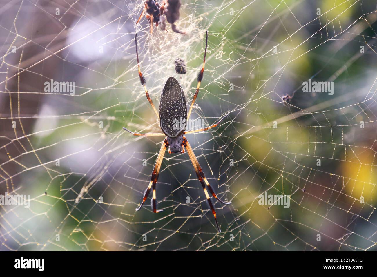 Golden orb spider trichonephila clavipes hi-res stock photography and ...