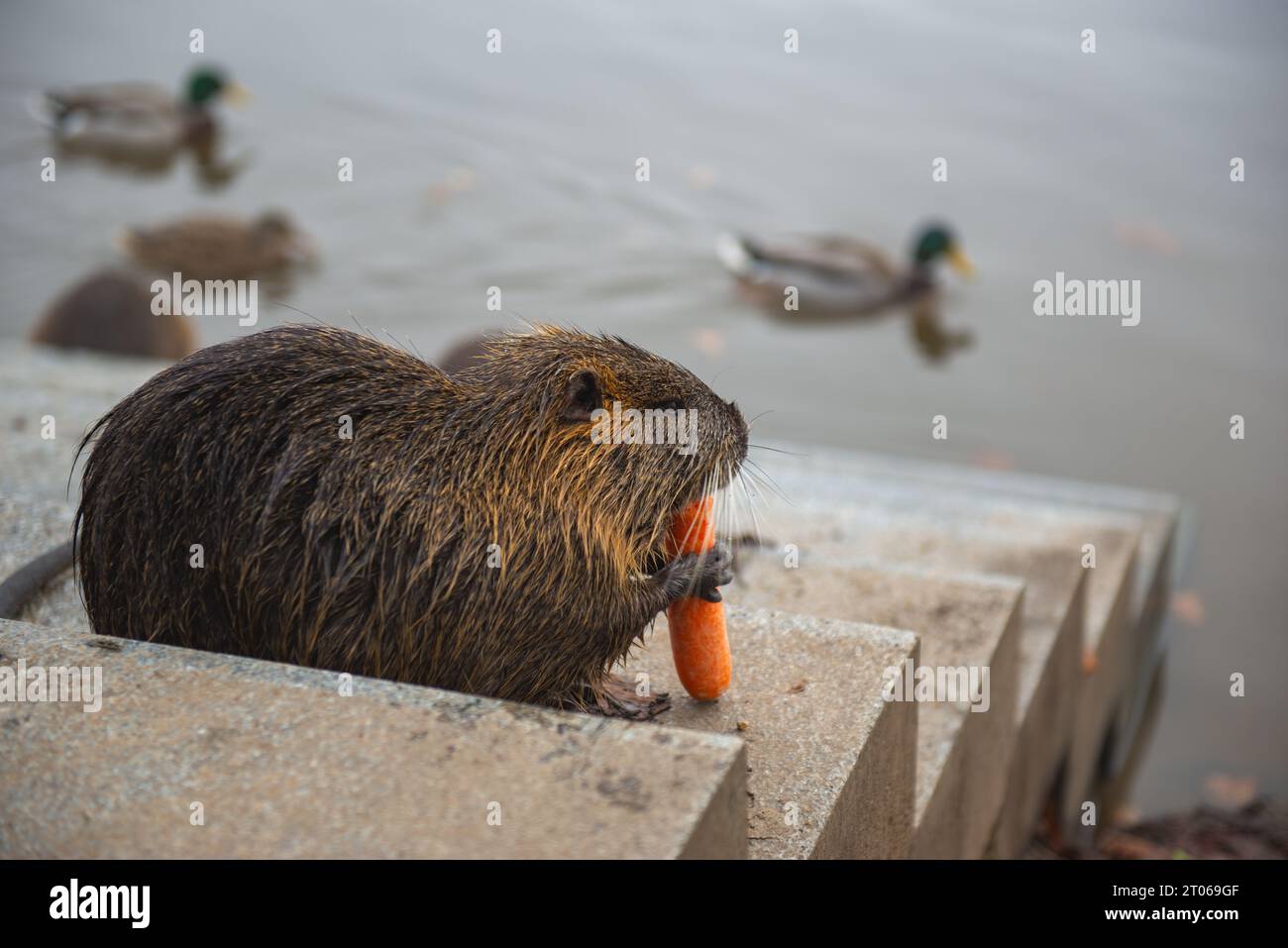 Beaver eating carrot hi-res stock photography and images - Alamy