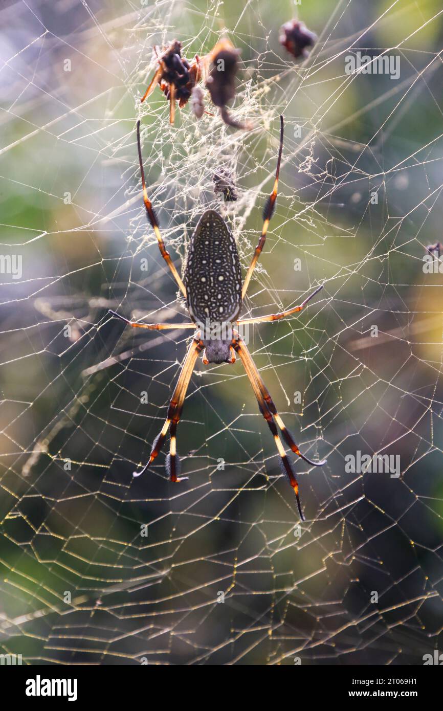 Golden silk spider Stock Photo - Alamy