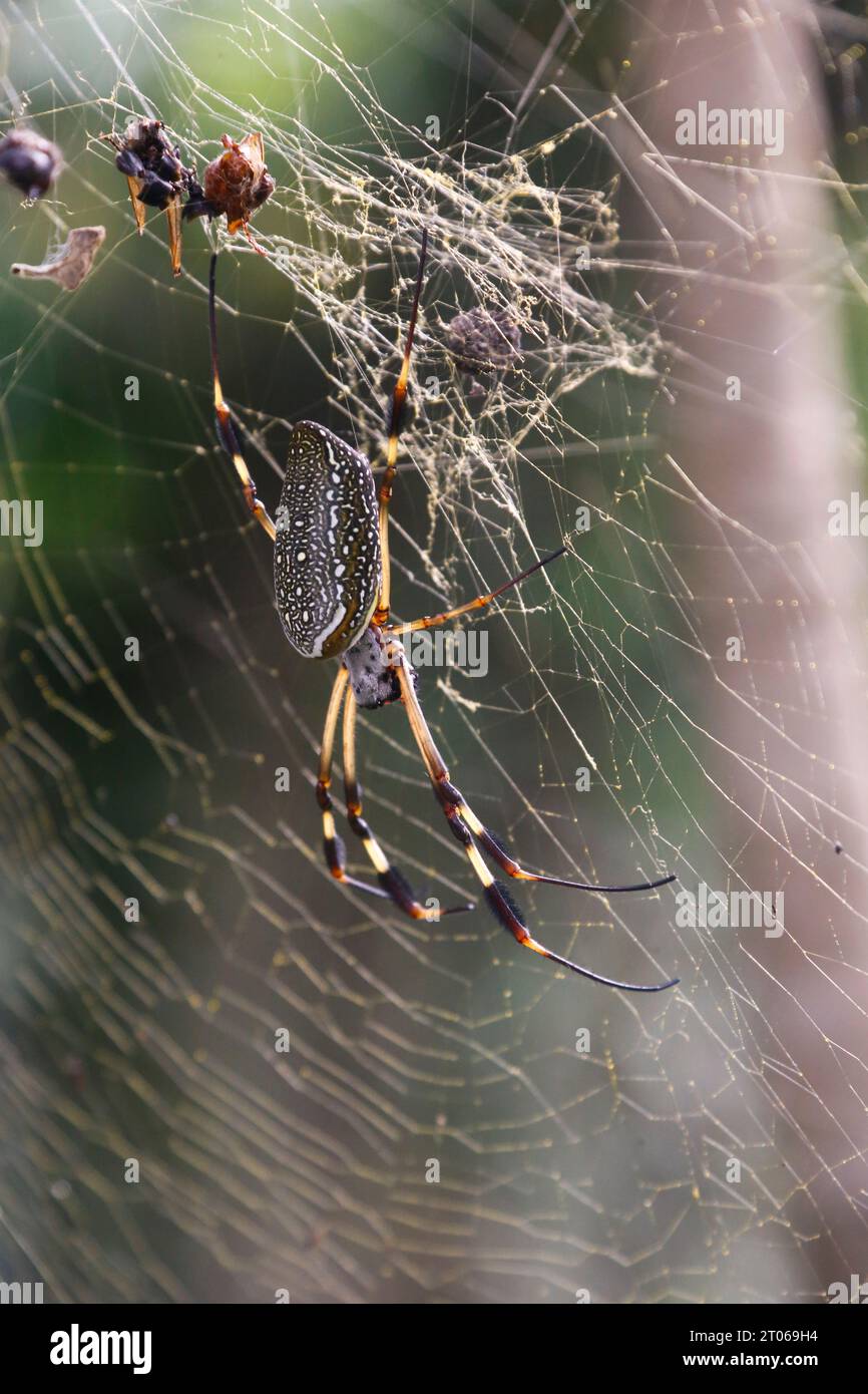 Golden orb spider trichonephila clavipes hi-res stock photography and ...