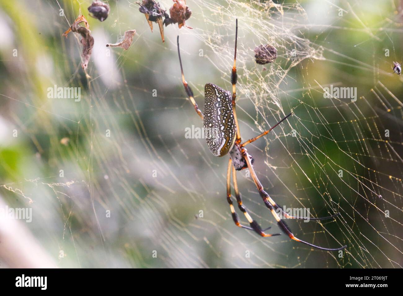 Golden orb spider trichonephila clavipes hi-res stock photography and ...