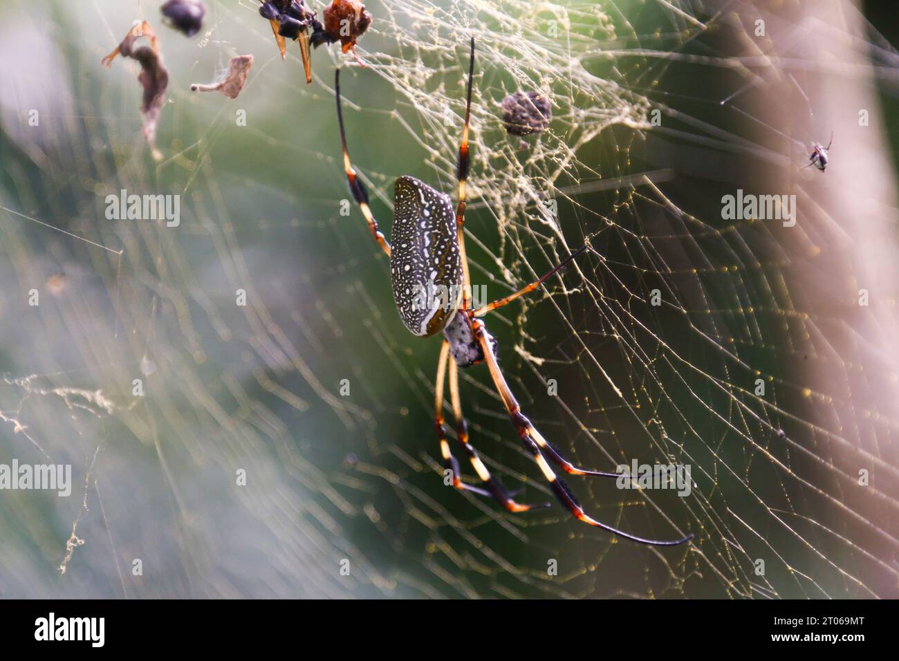 Golden silk spider Stock Photo - Alamy