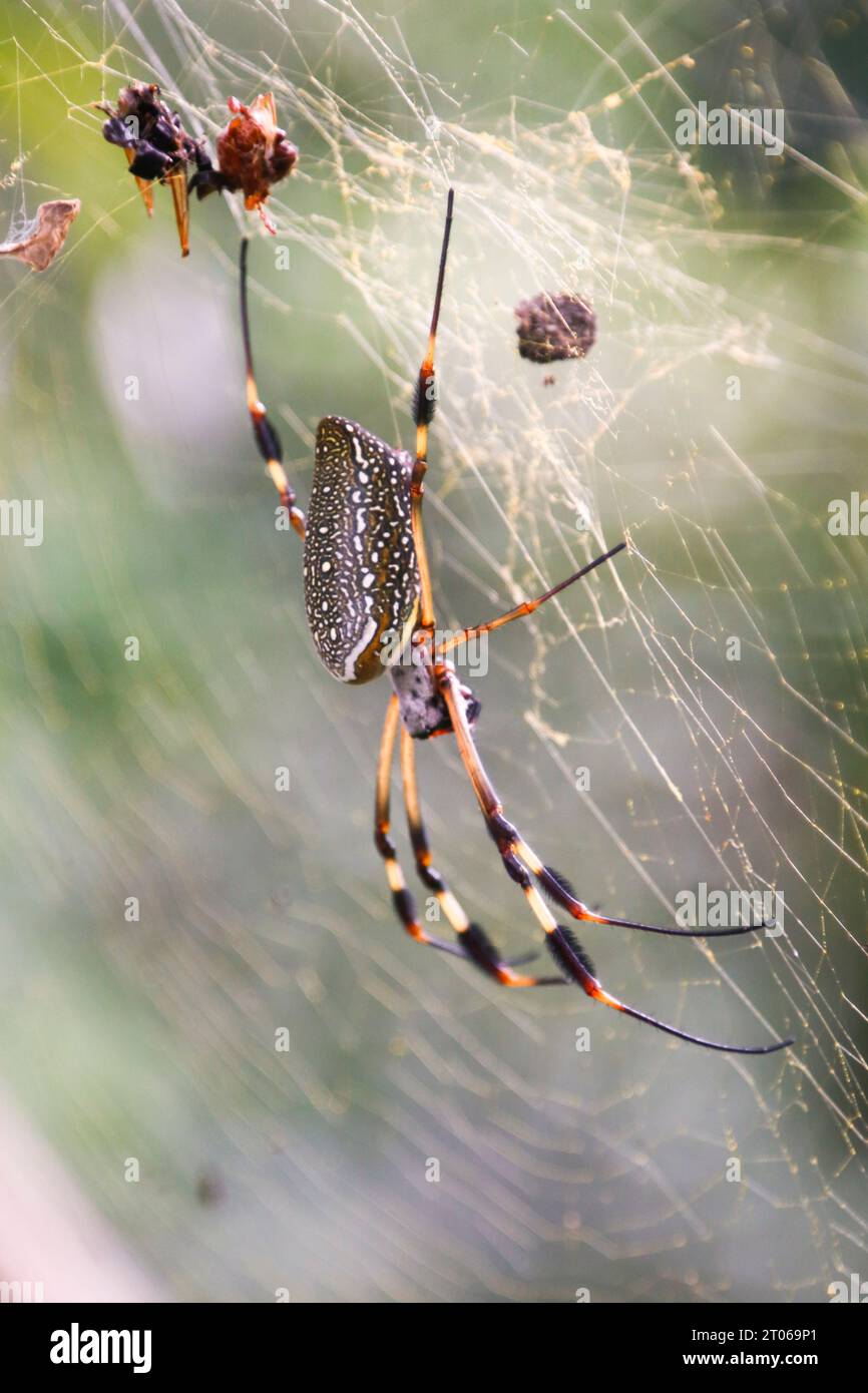 Golden silk spider Stock Photo - Alamy