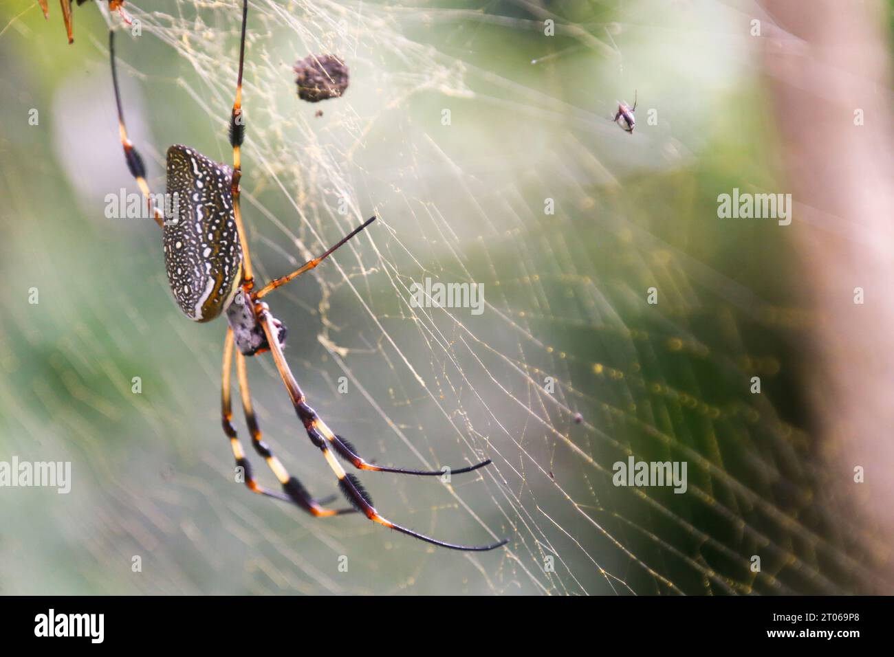 Golden orb spider trichonephila clavipes hi-res stock photography and ...