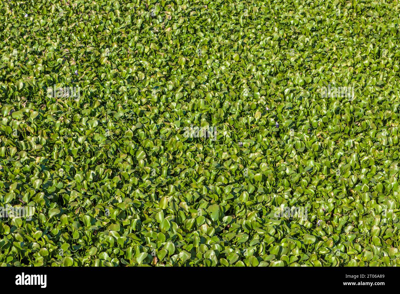 Green duckweed grass pattern. Beautiful floral background Stock Photo ...