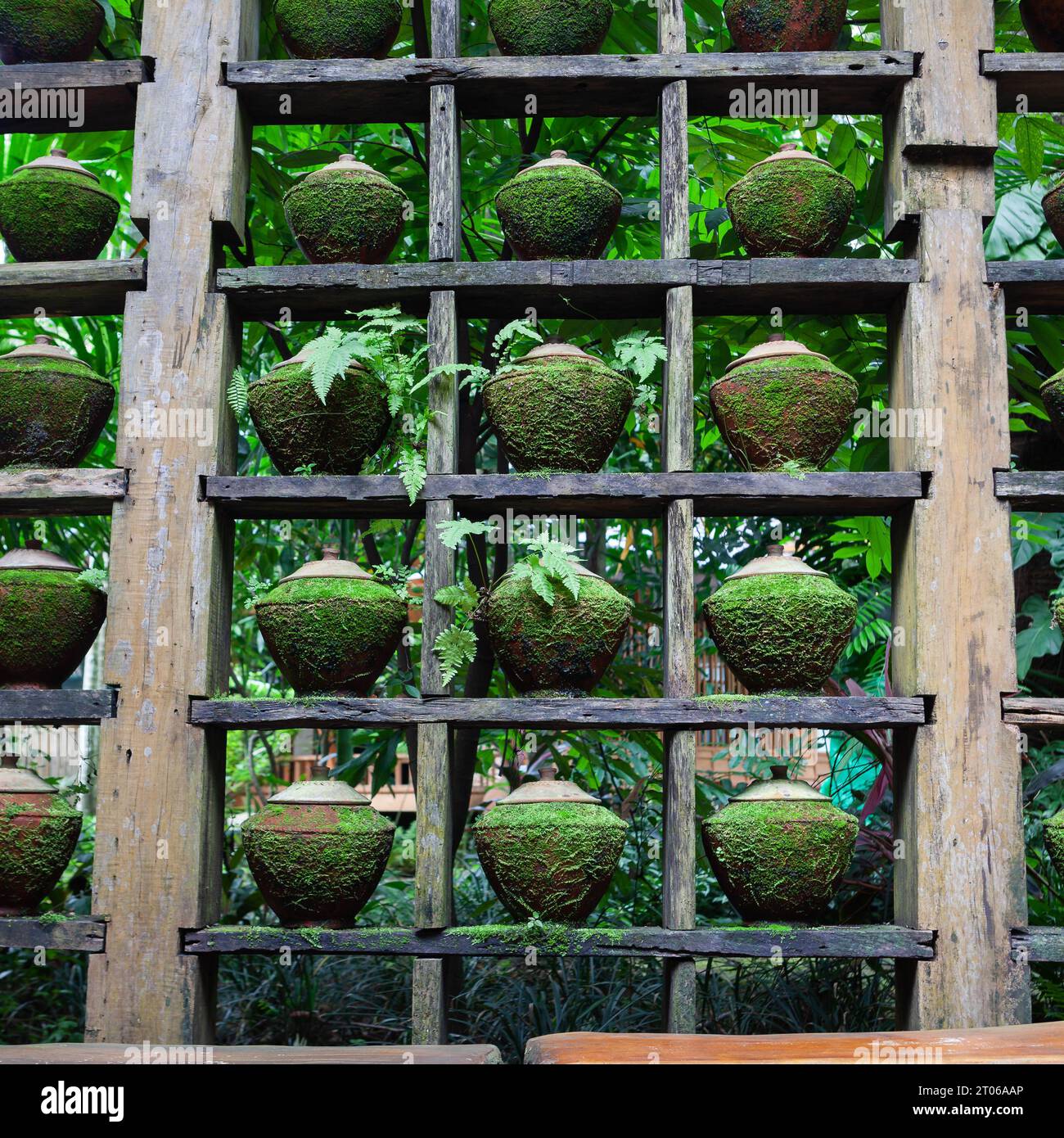 Moss covered clay pots on shelves in Monkuware Thao Wessuwan Temple ...