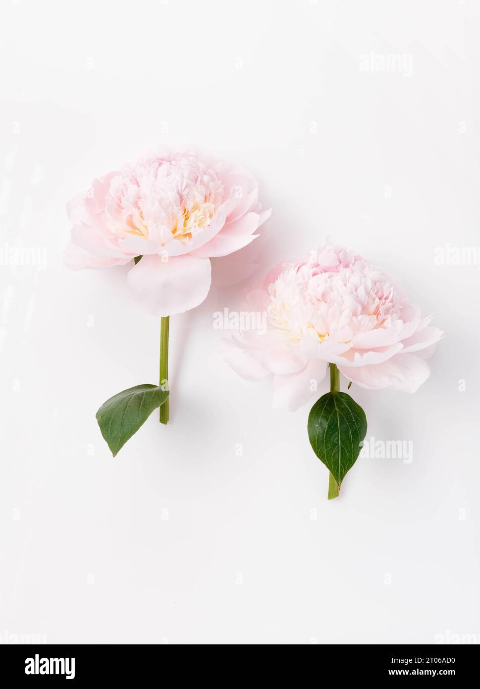 Two delicate pink peonies on a white background Stock Photo - Alamy