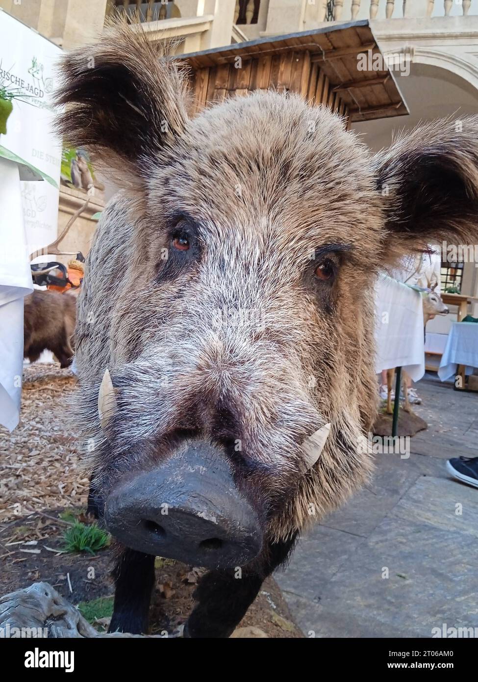 Pigs mating hi-res stock photography and images - Alamy