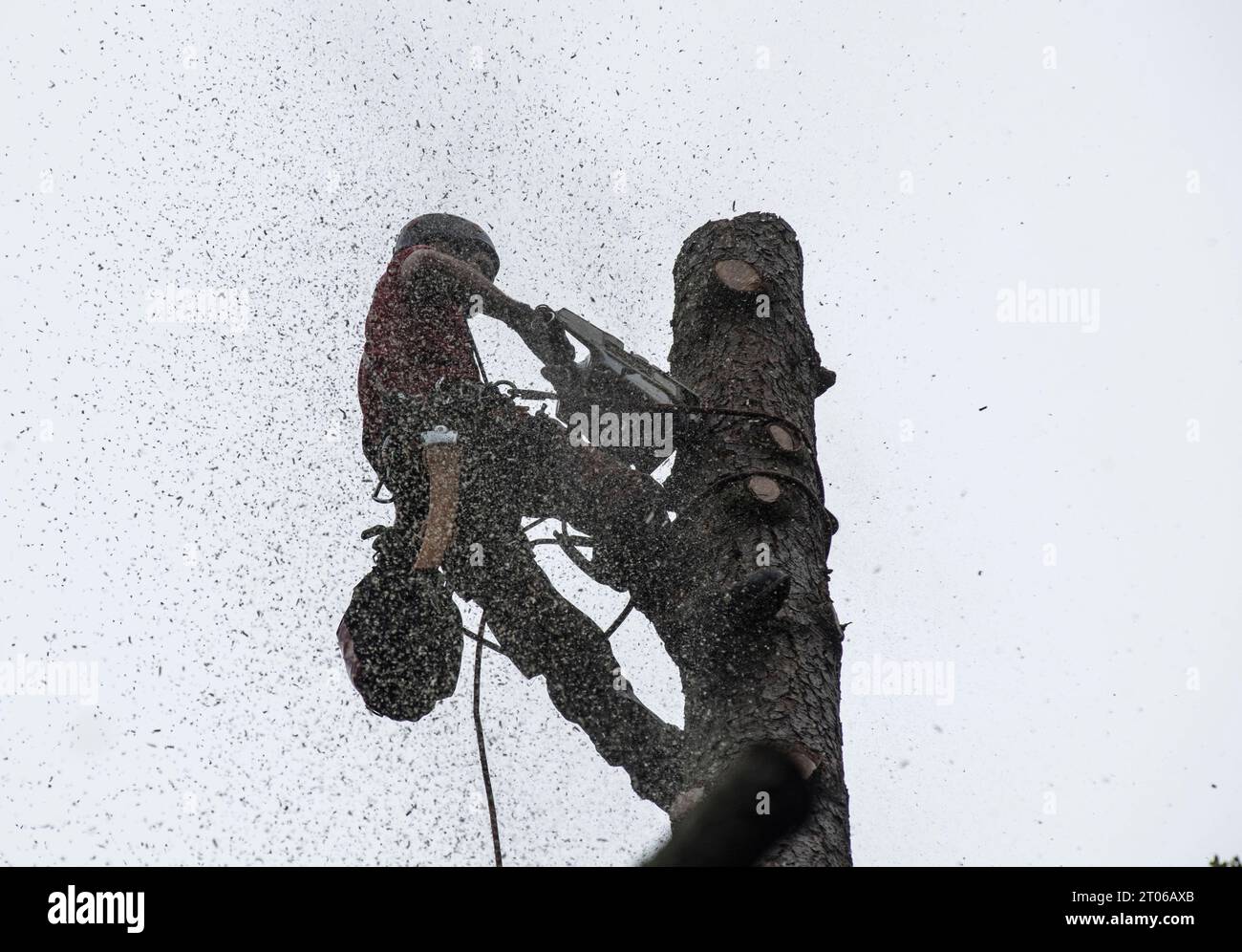 Chainsaw For Tree Cut Or Tree Pruning As Part Of Tree Care Chainsaw For ...