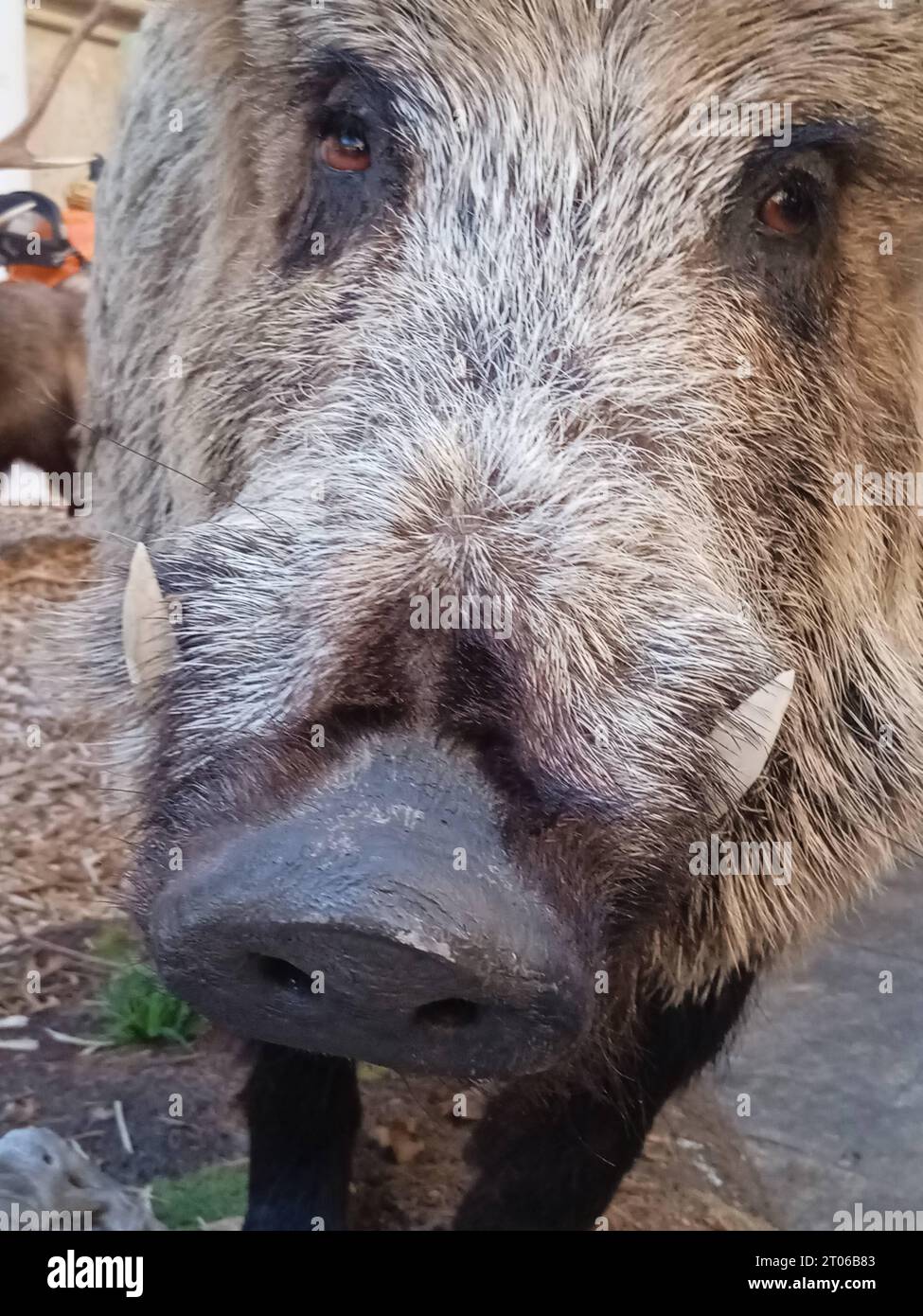 Pigs mating hi-res stock photography and images - Alamy