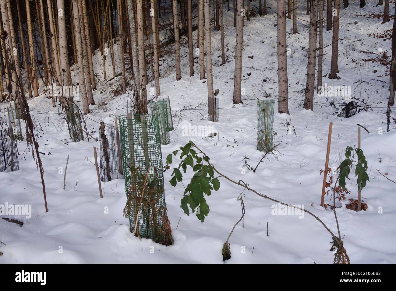 Reforestation Or Reafforestation In A Forest, Tree Planting And Growing ...