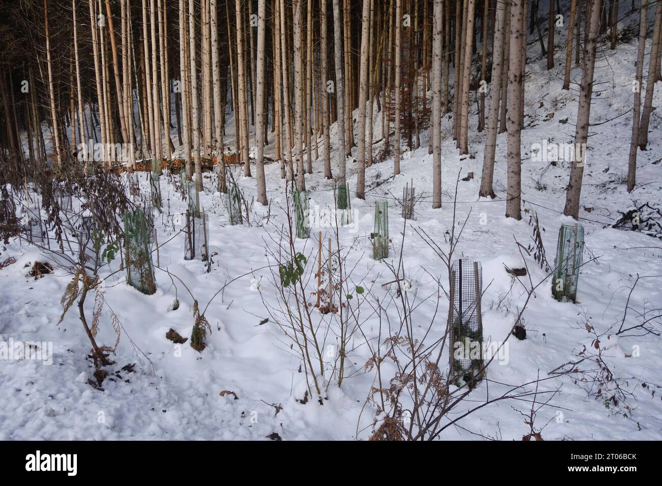 Reforestation Or Reafforestation In A Forest, Tree Planting And Growing ...