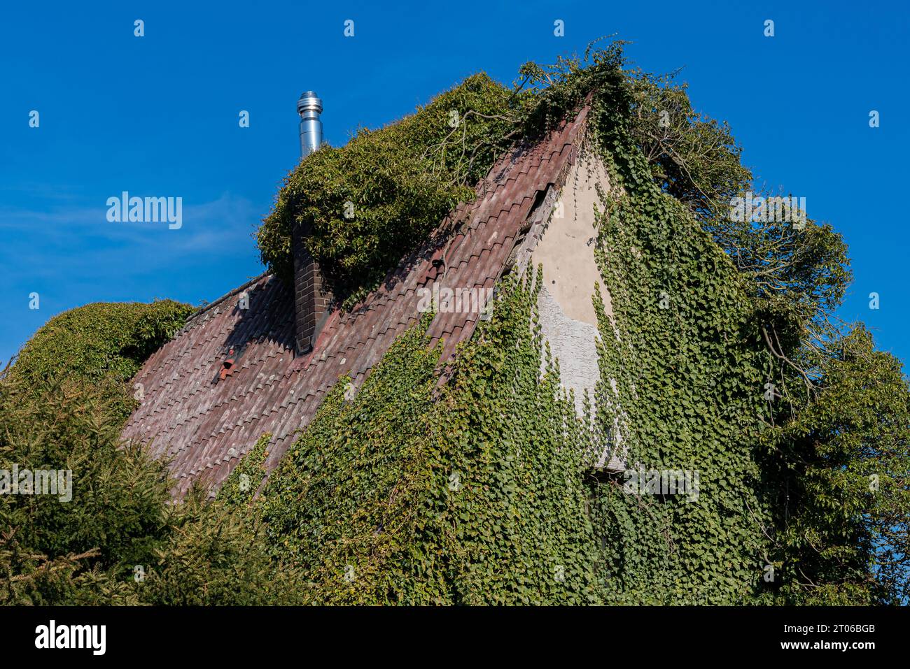 The roof of an old house covered with creeping green plants under the ...