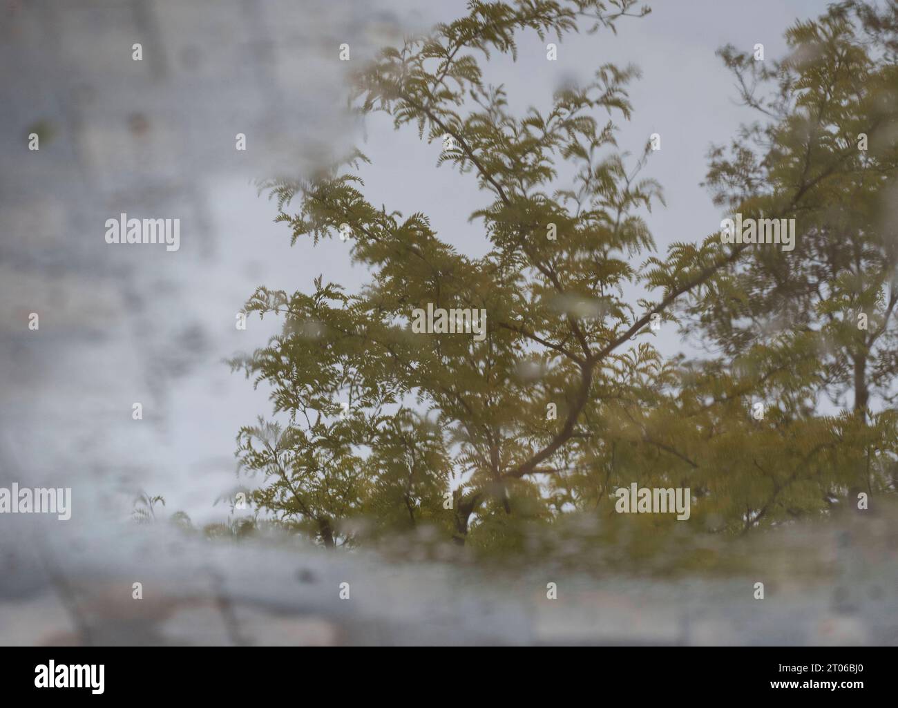 Reforestation Or Reafforestation In A Forest, Tree Planting And Growing ...