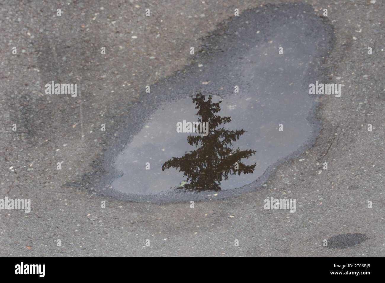 Reforestation Or Reafforestation In A Forest, Tree Planting And Growing ...