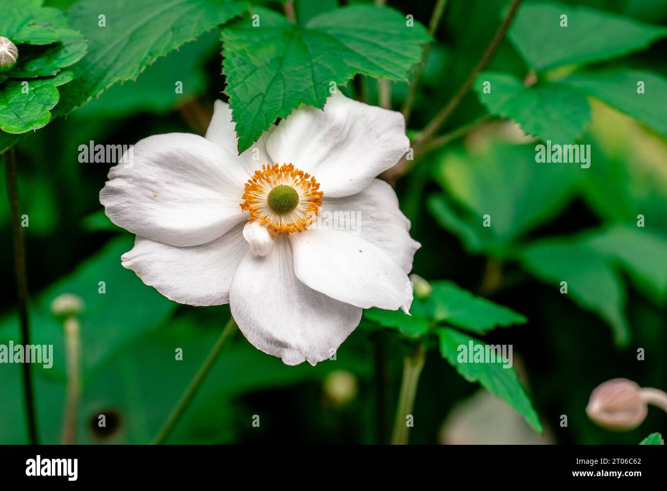 japanese anemone Botanical name: Anemone hupehensis Stock Photo - Alamy