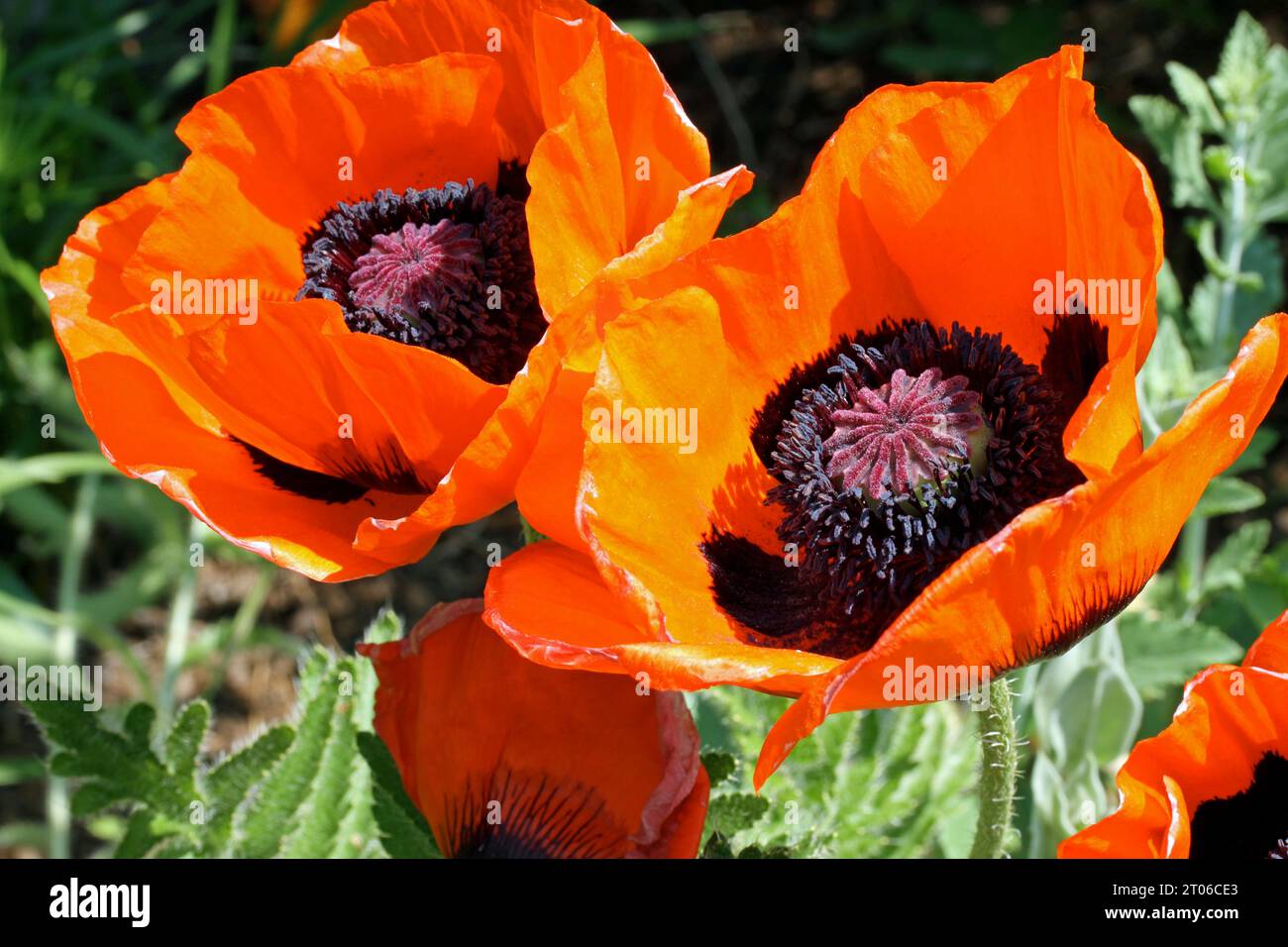 Close-up of Oriental poppies (Papaver orientale) in full bloom in a New ...