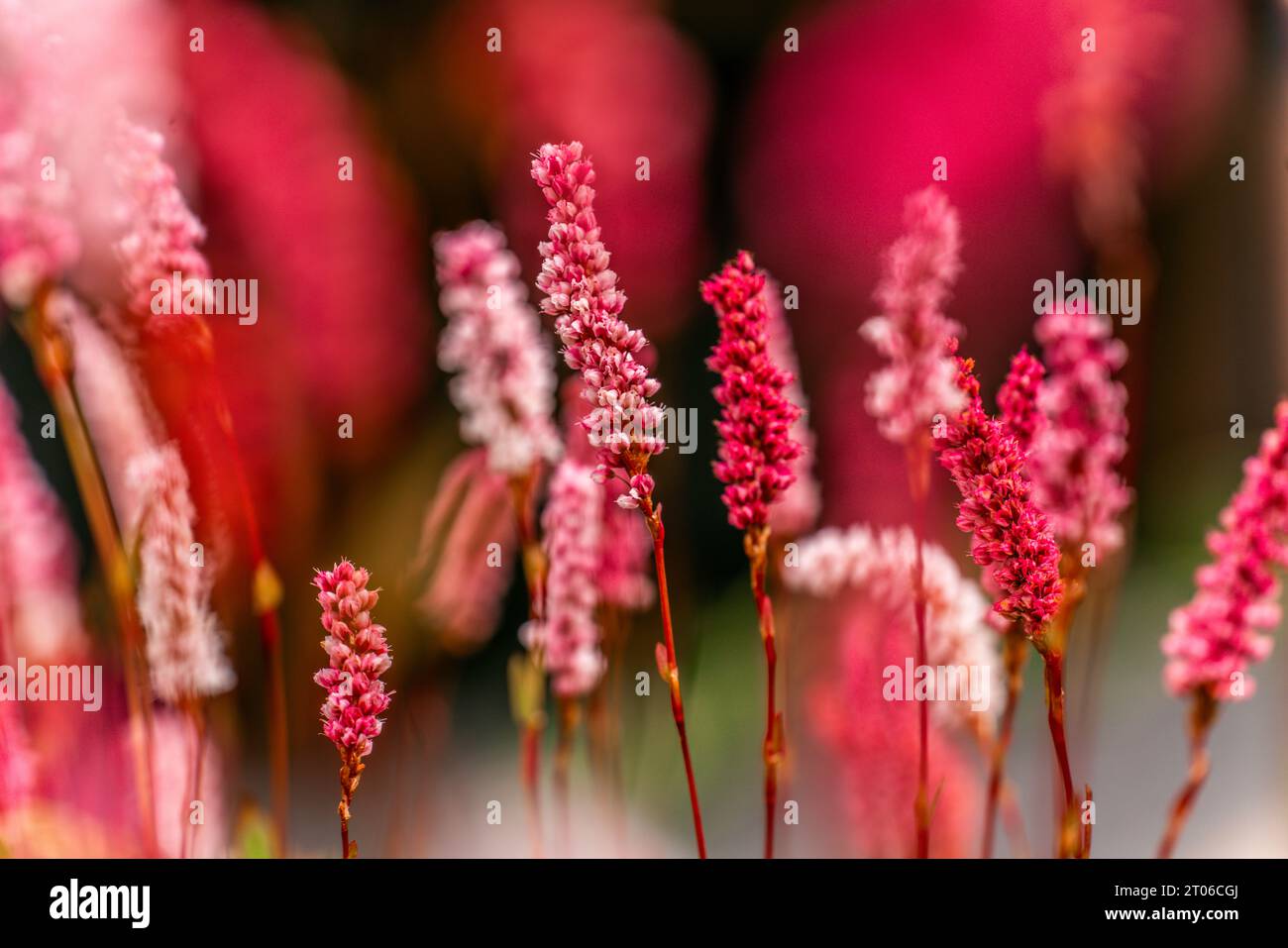 striking red striking red amethyst summer flowers blossom Persicaria ...