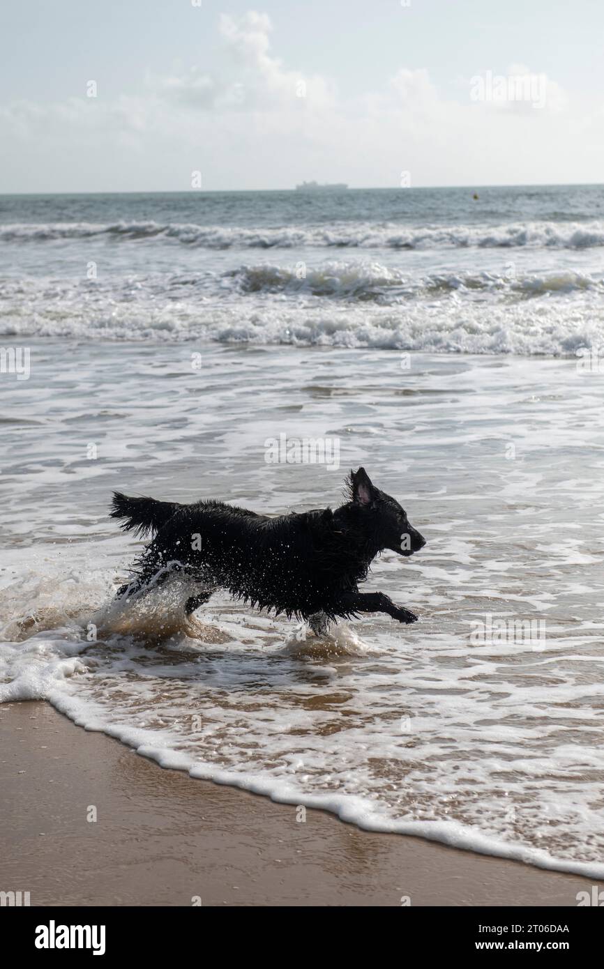 Flat coated setter running on the beach in Bournemouth at the end of ...