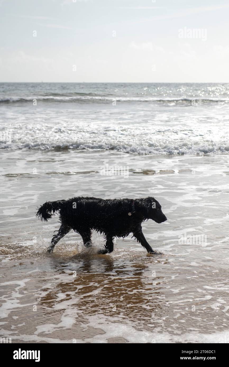Flat coated setter running on the beach in Bournemouth at the end of ...