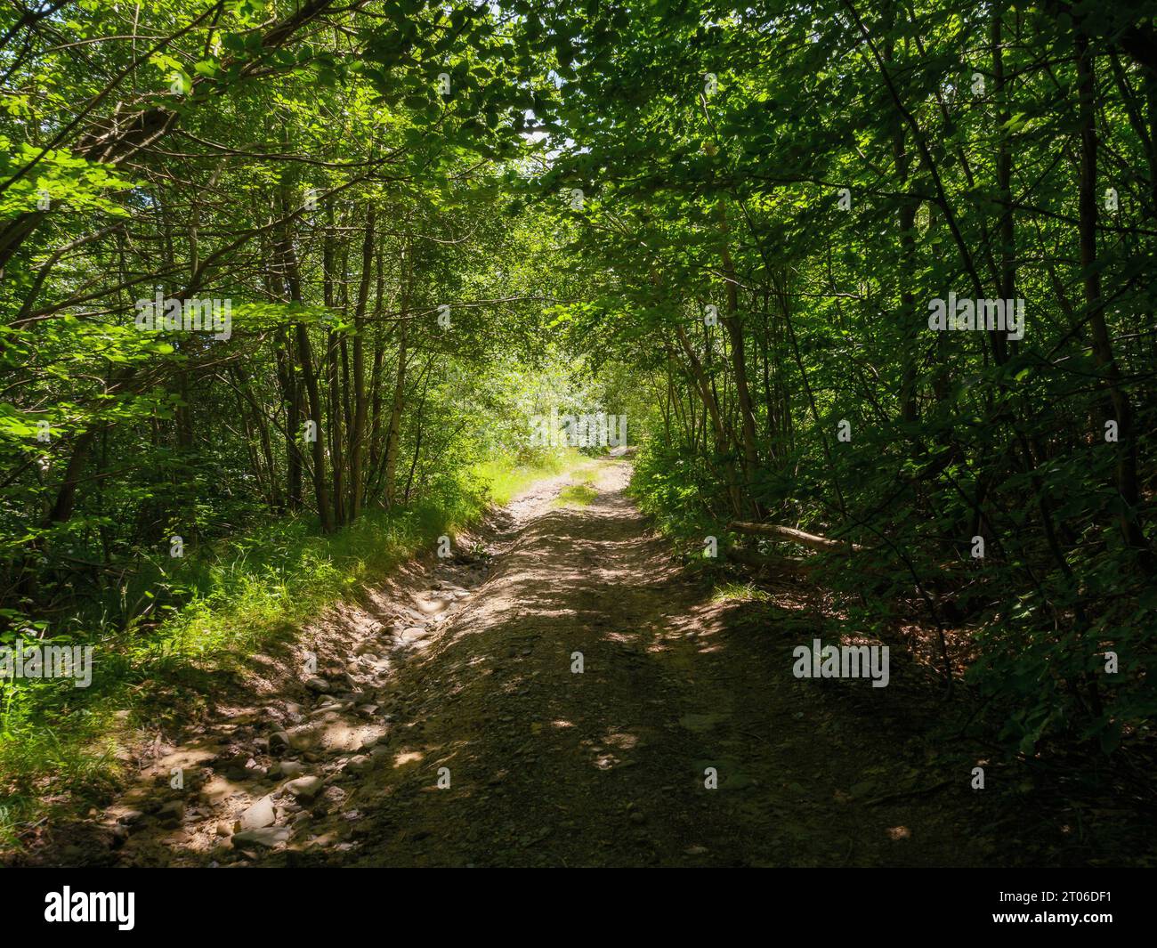travel adventure in natural forest. trail path through wild scenery ...