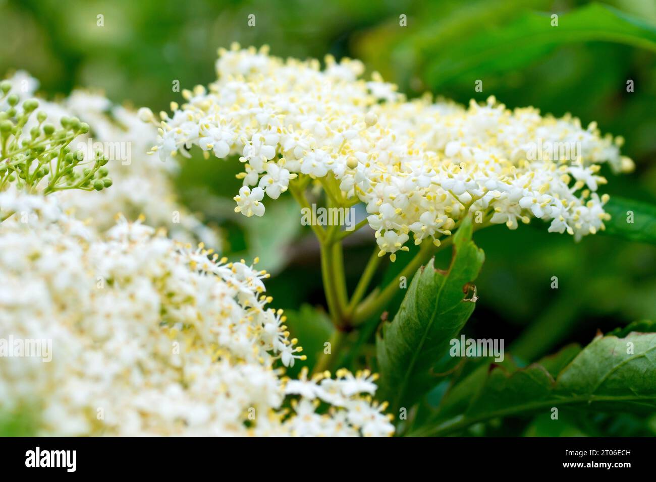 Elder or Elderflower (sambucus nigra), close up showing a single spray ...