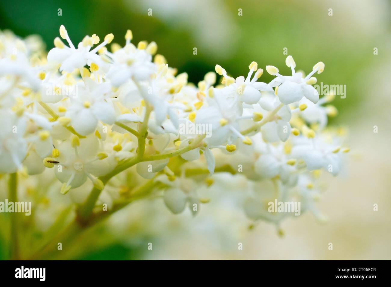 Elder or Elderflower (sambucus nigra), close up focusing on a few white ...