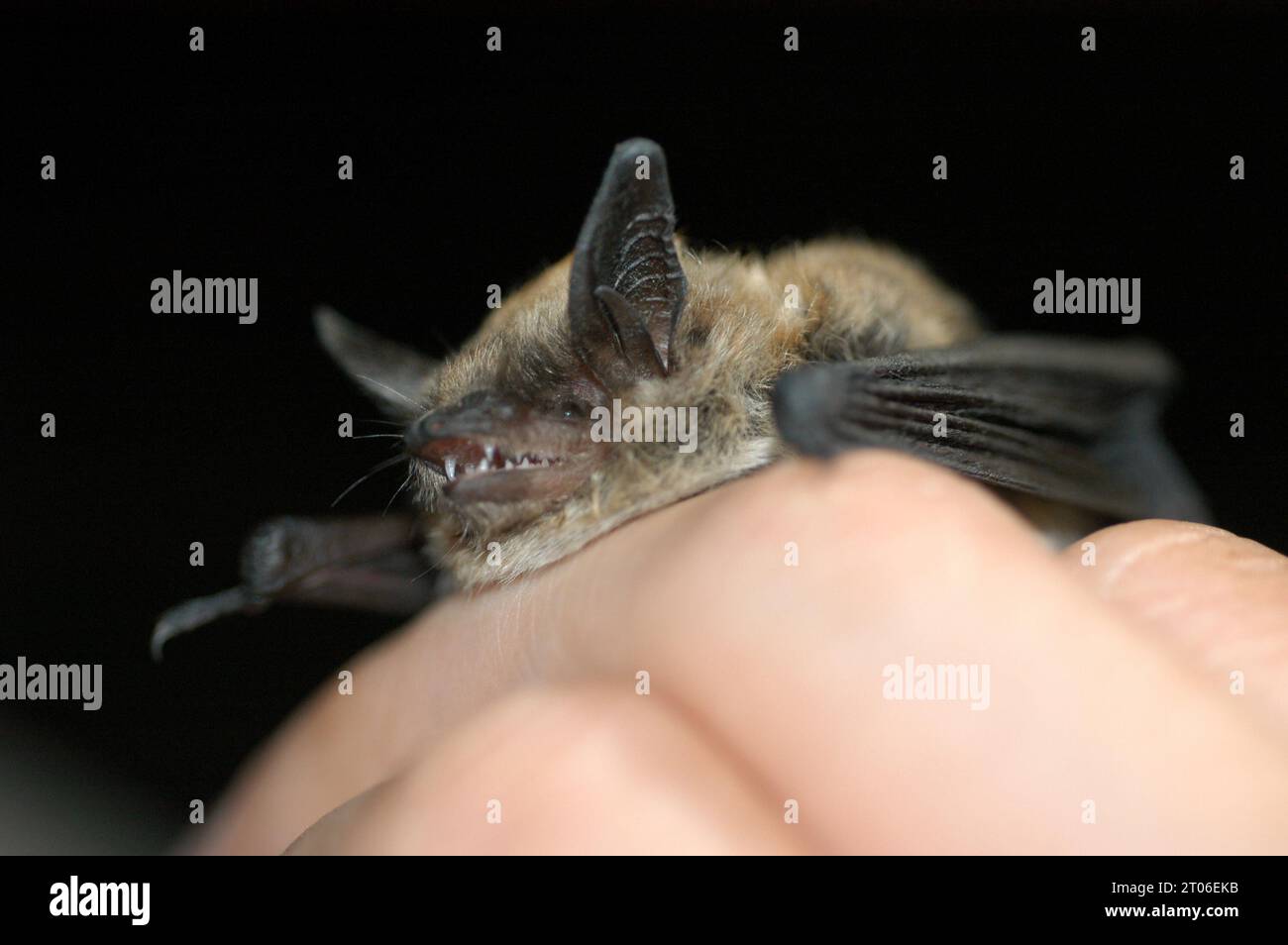 Chiropterologist holding and studying a bat in his hands Stock Photo ...