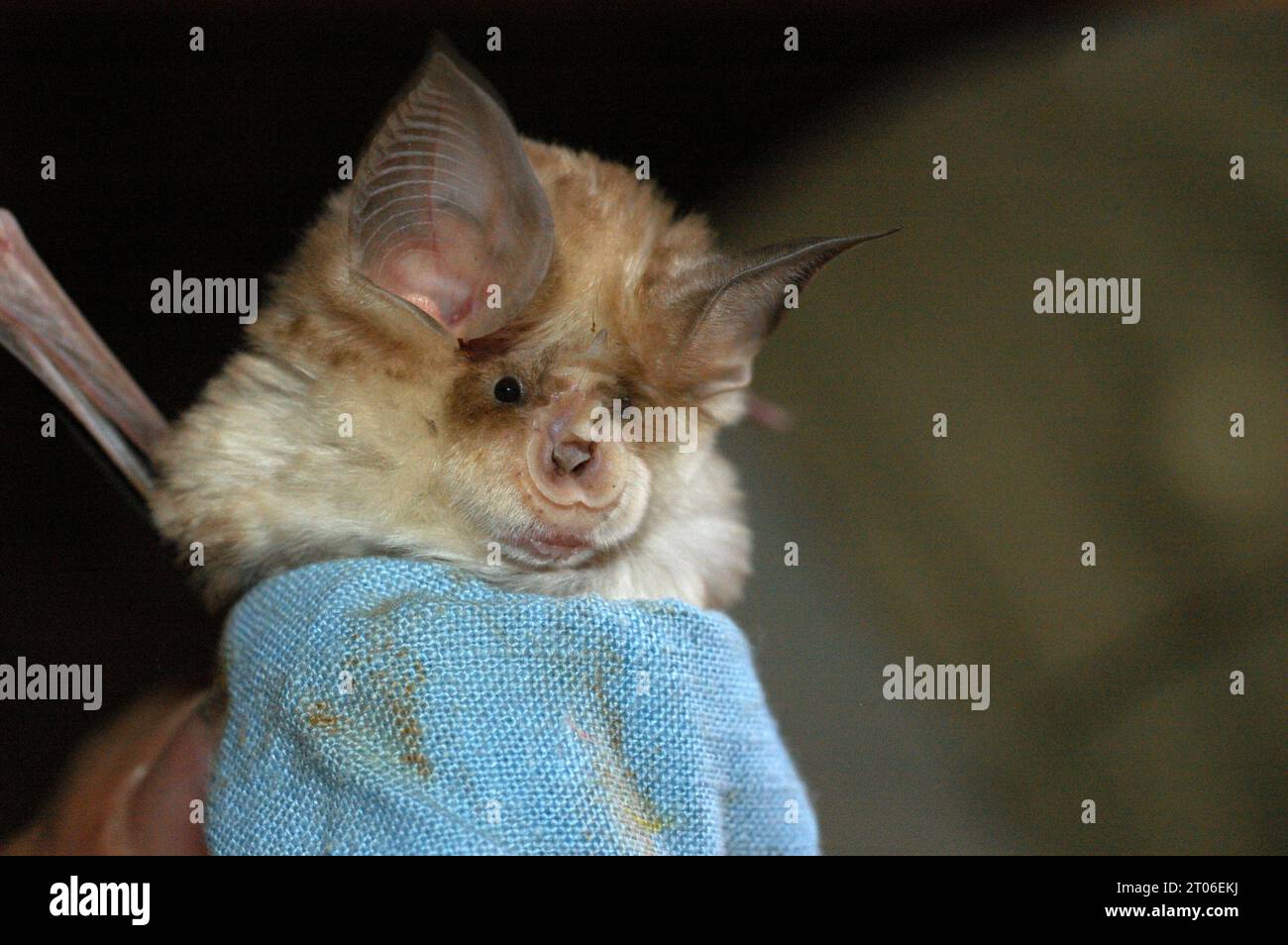 Chiropterologist holding and studying a bat in his hands Stock Photo ...