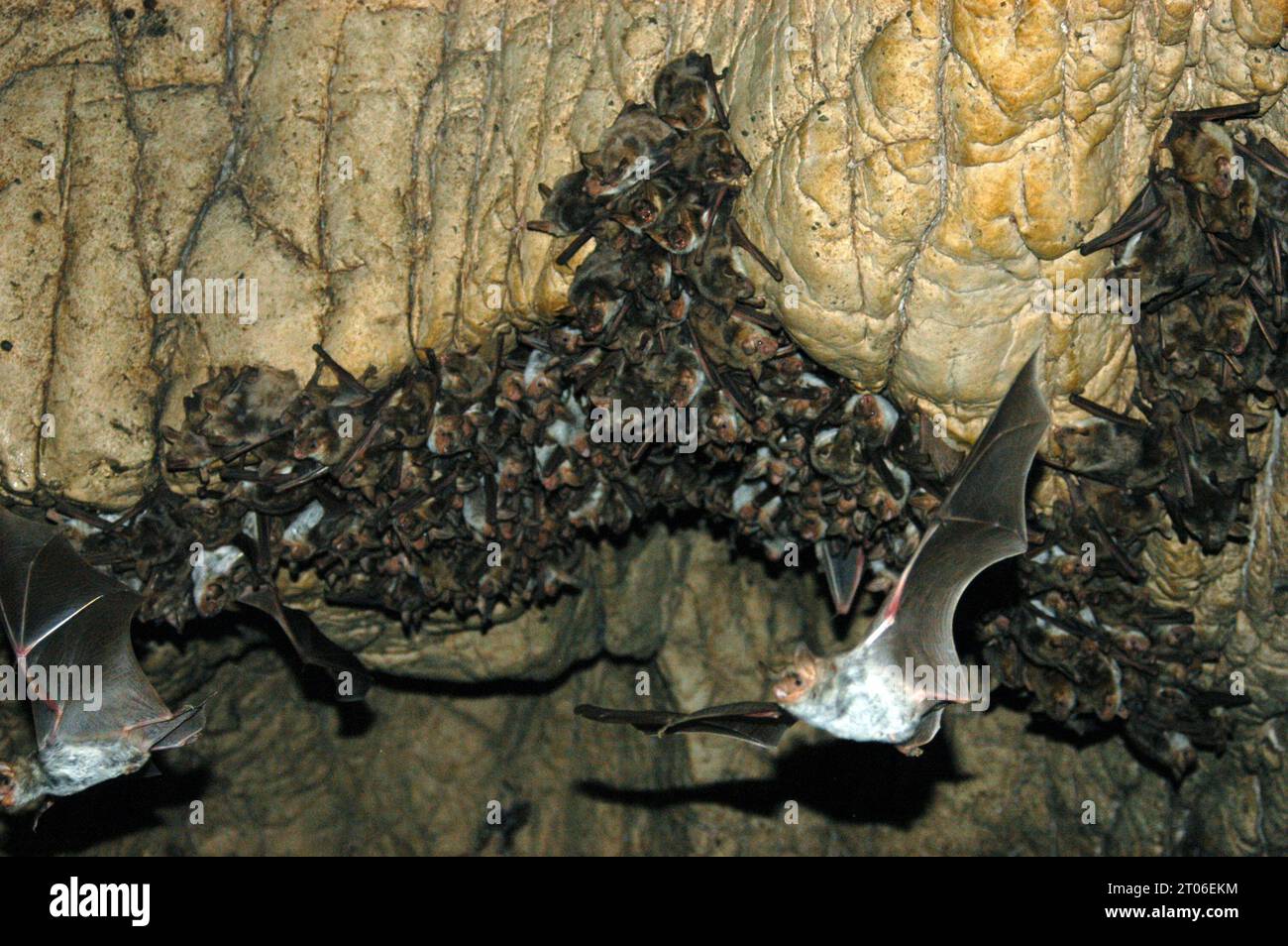 Group of sleeping bats colony in a cave. Caucasus mountains, Georgia ...