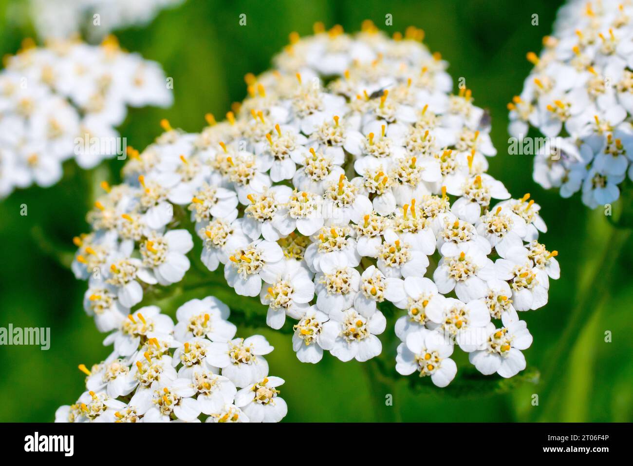 Yarrow (achillea millefolium), close up focusing on a single large ...