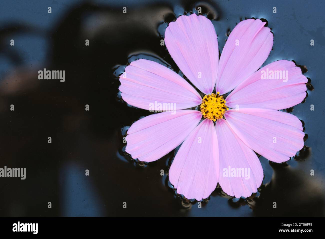 Pink flower that fell into water Stock Photo - Alamy