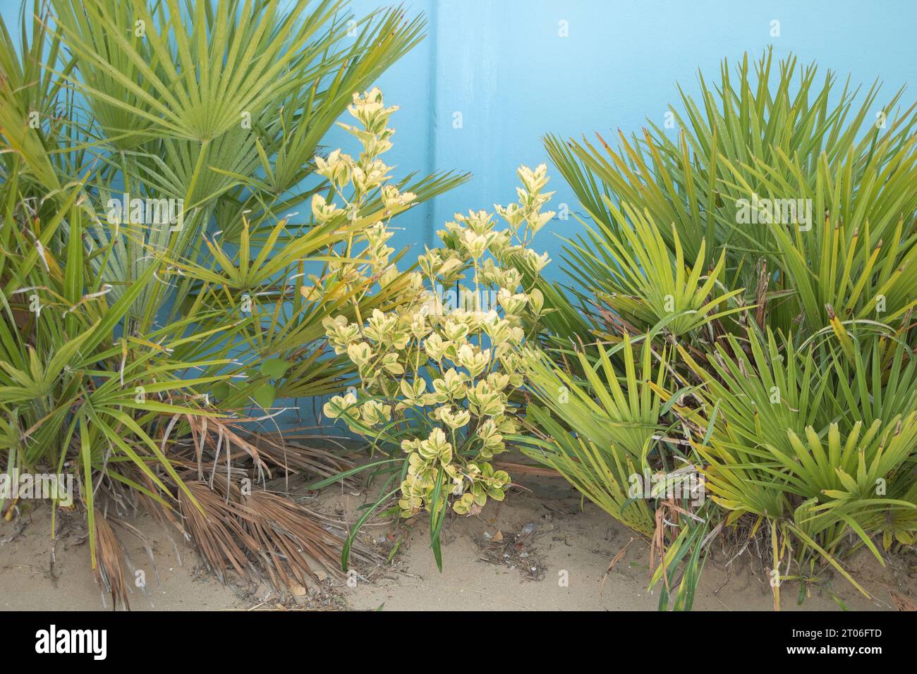 Euonimus Japonicus Aureus plant in the garden with blue wall background ...