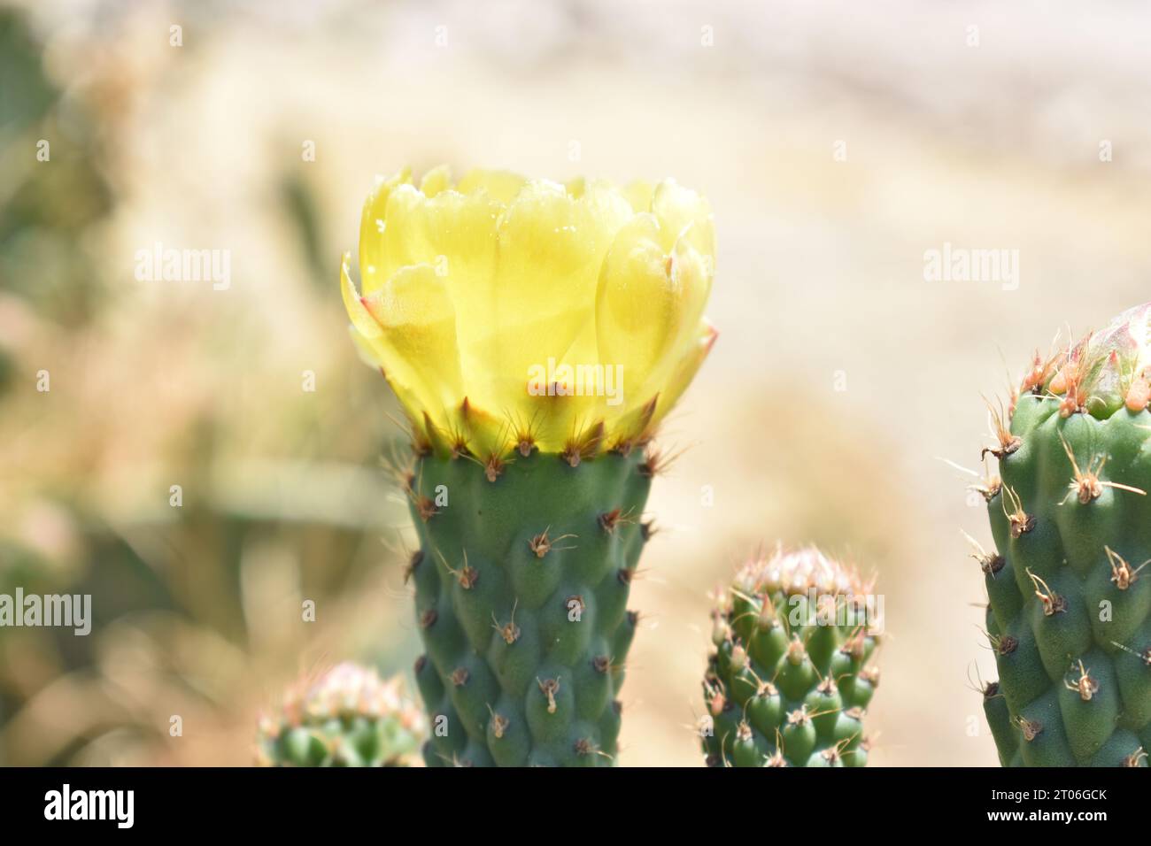 beautiful yellow flower of prickly pear in huancayo street Stock Photo ...