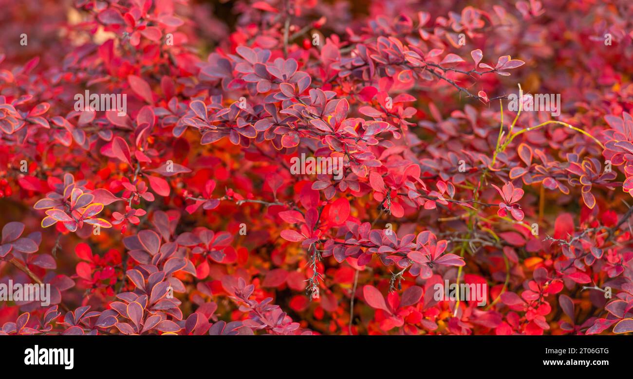 red autumn leaves nature background of barberry. fall season Stock ...