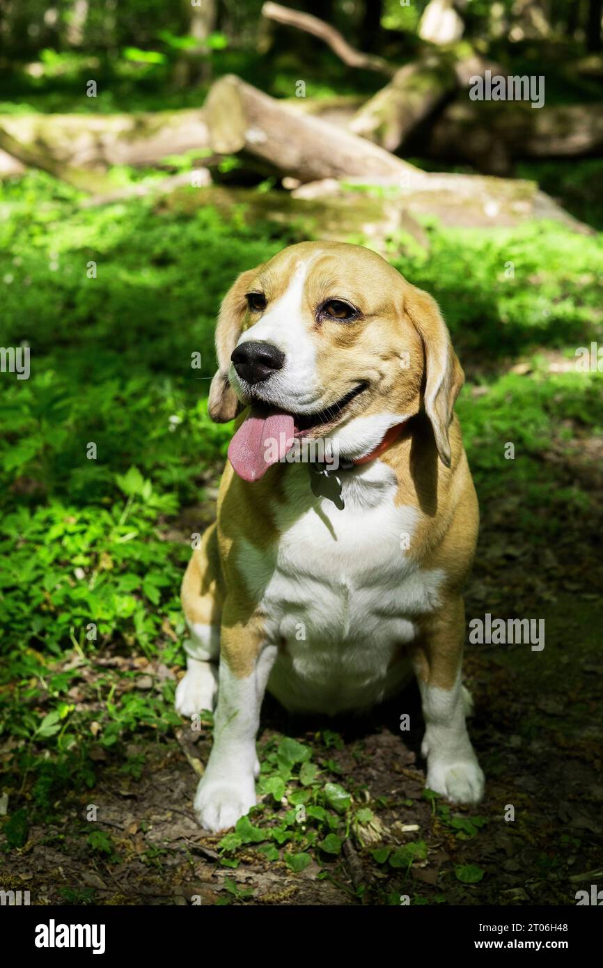 A Beagle dog looks thoughtfully into the distance Stock Photo - Alamy