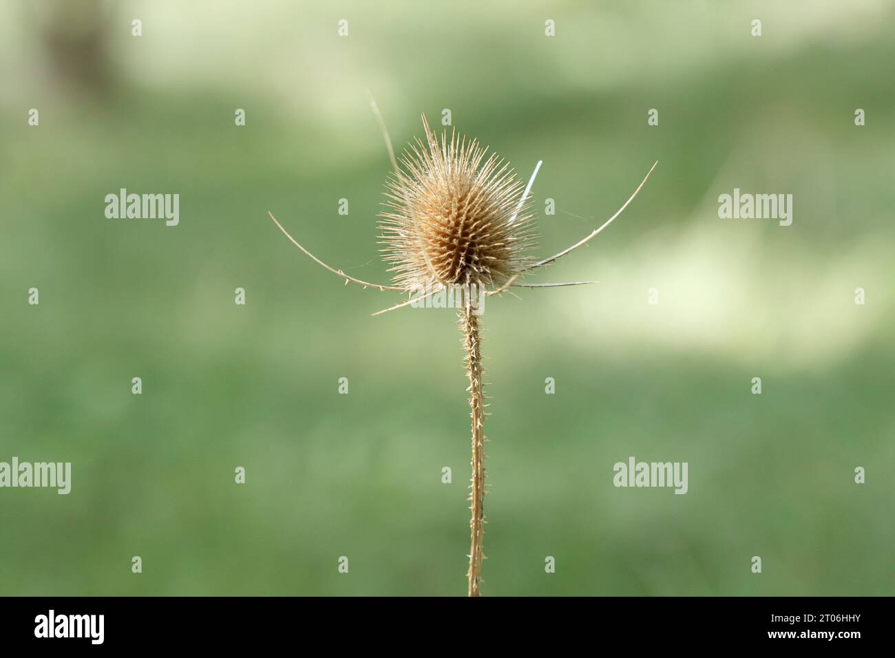 Dead plant macro hi-res stock photography and images - Alamy