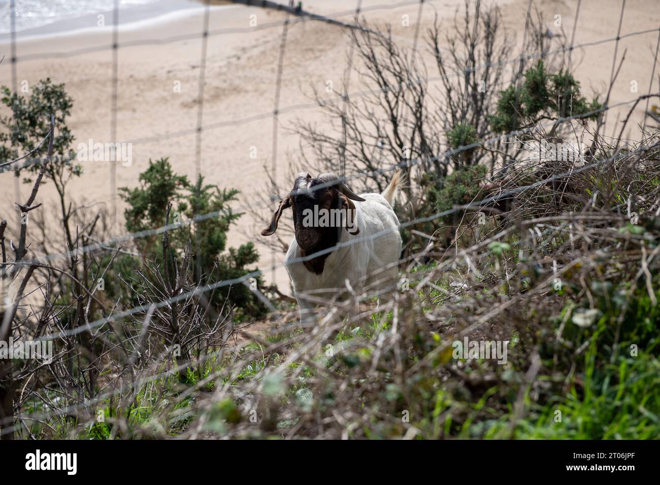 Goats on cliff edge hi-res stock photography and images - Alamy
