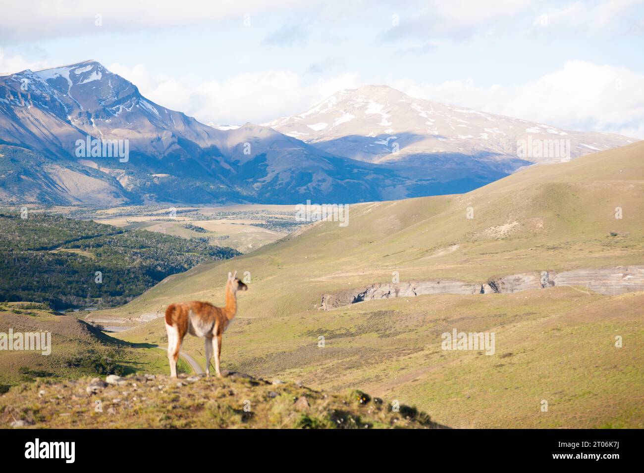 Guanaco from Torres del Paine National Park, Chile. Chilean Patagonia ...