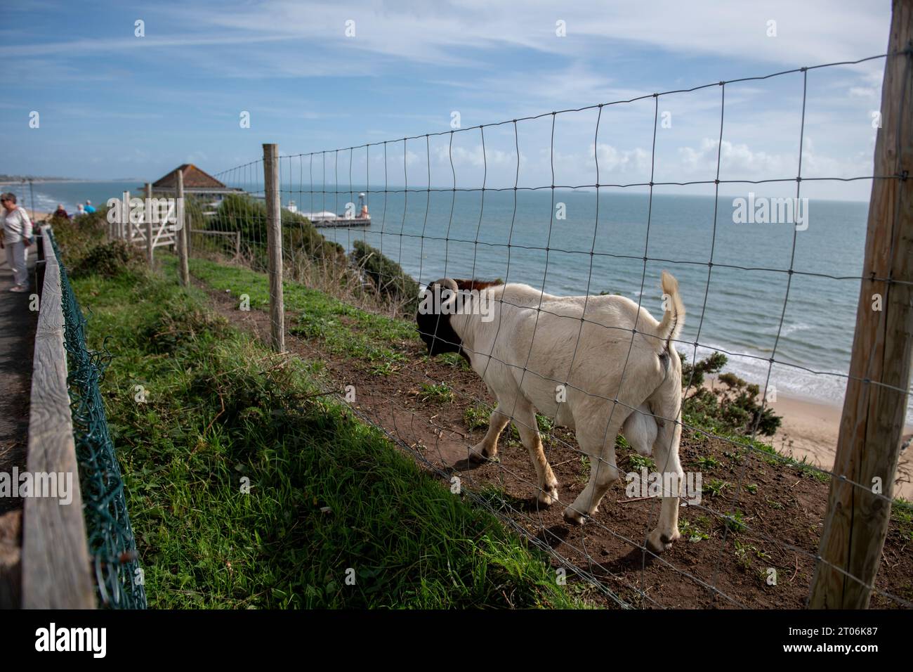 Goats on the cliff edge in West Cliff in bournemouth in september 23 ...