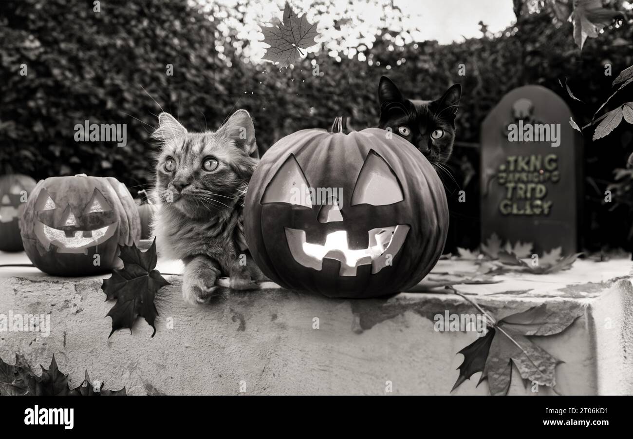 Ghost cats in cemetery hi-res stock photography and images - Alamy