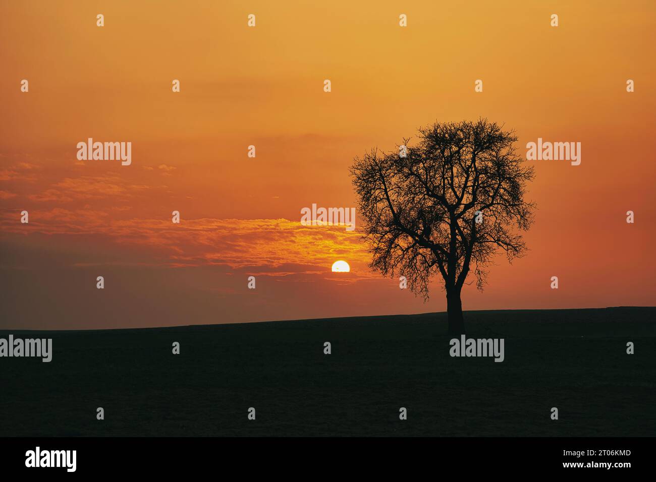 Tree at sunset Stock Photo - Alamy