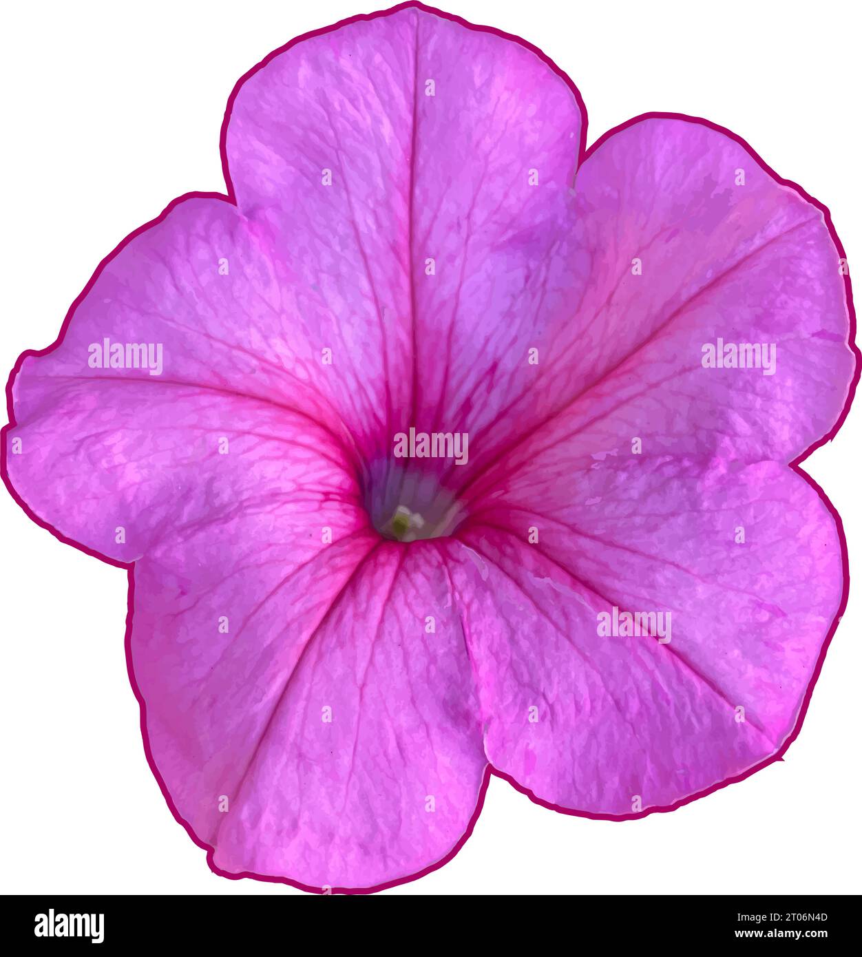 Purple petunia flower head. Top view vector illustration. Isolated ...