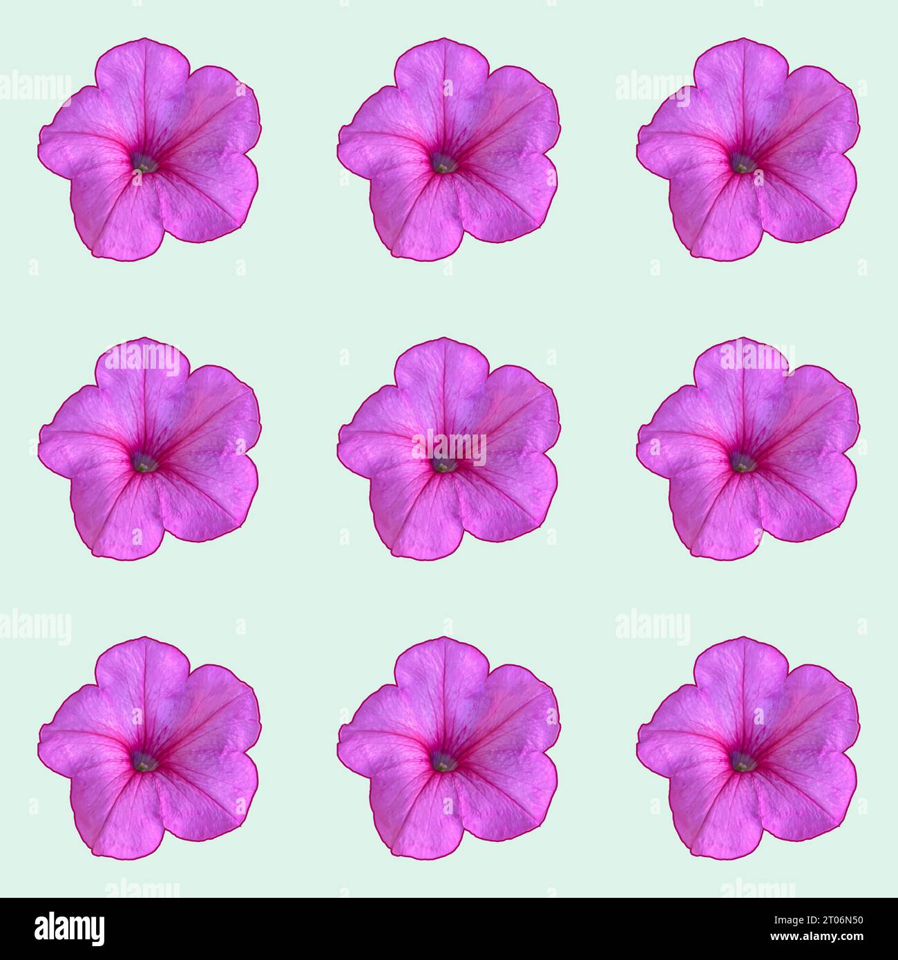 Seamless pattern Purple petunia flower head. Top view vector illustration. Isolated on light ...