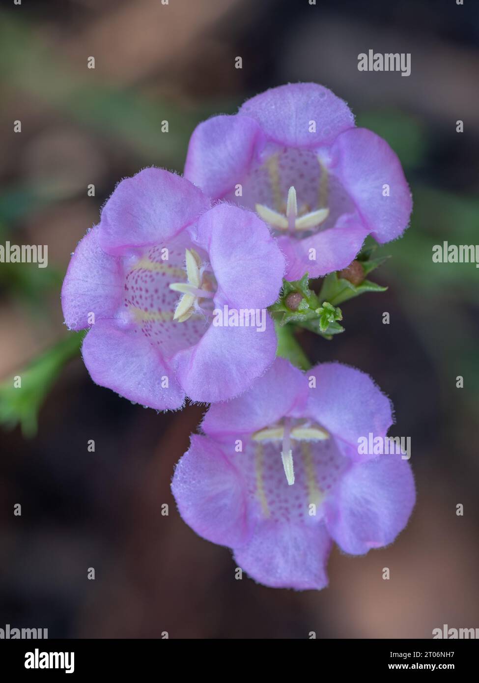 Vertical image of three pink flowers on an Agalinis purpurea, Purple ...