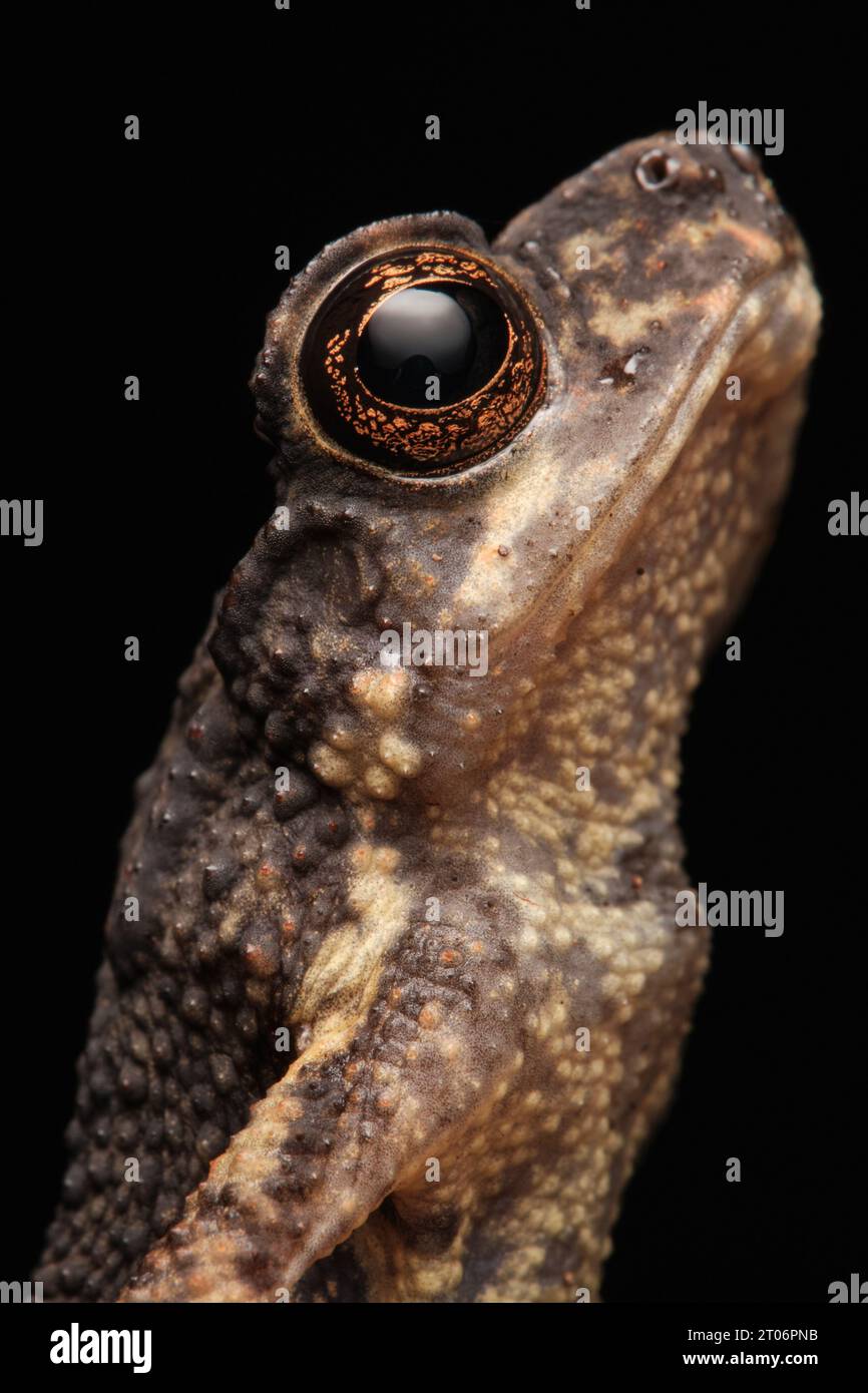 Kelaart's Dwarf Toad (Adenomus kelaartii Stock Photo - Alamy