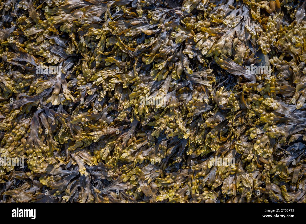 Healthy seaweed leaves lying at the beach background Stock Photo - Alamy
