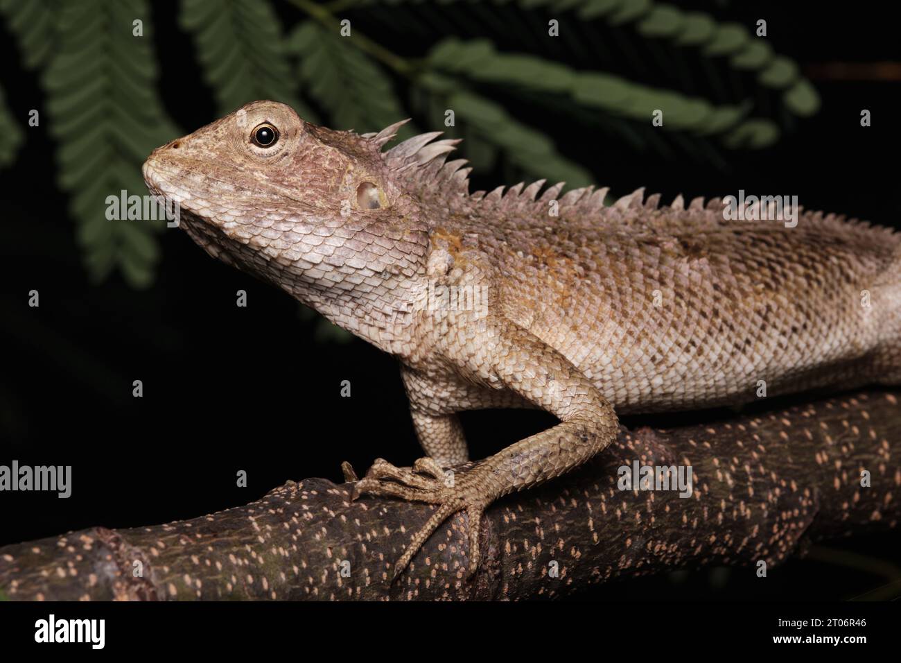 Oriental Garden Lizard (Calotes versicolor Stock Photo - Alamy